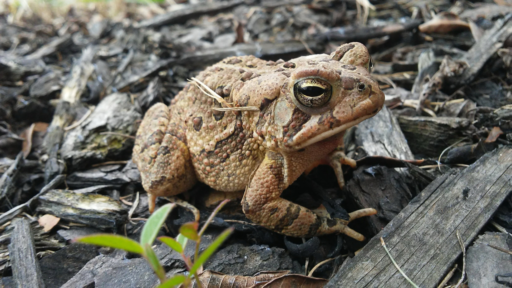 Fowler's Toad from Paver Ln, Midland, NC, US on March 19, 2018 at 06:42 ...