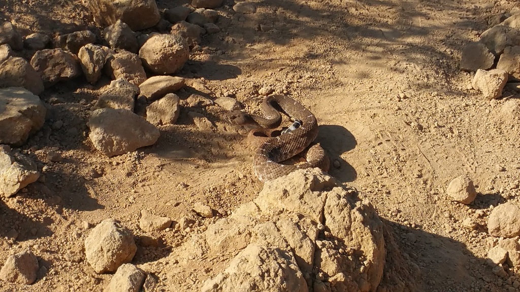 Red Diamond Rattlesnake from Lake Murray, San Diego, CA, USA on August ...