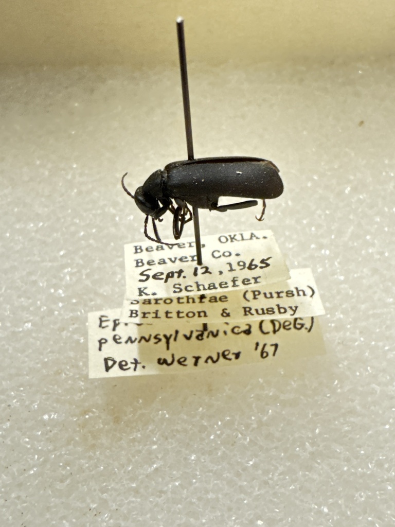 Black Blister Beetle from Beaver, OK, US on September 12, 1965 at 12:56 ...