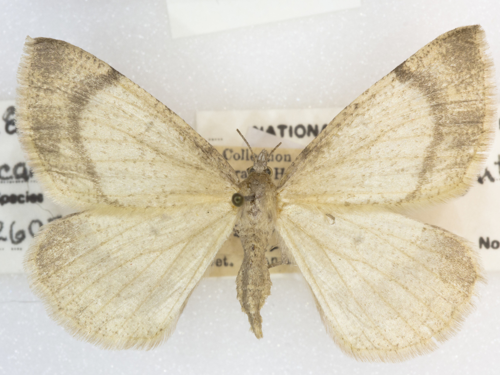 Bordered Fawn Moth from bryce canyon, ut on July 15, 1949 by Robb ...