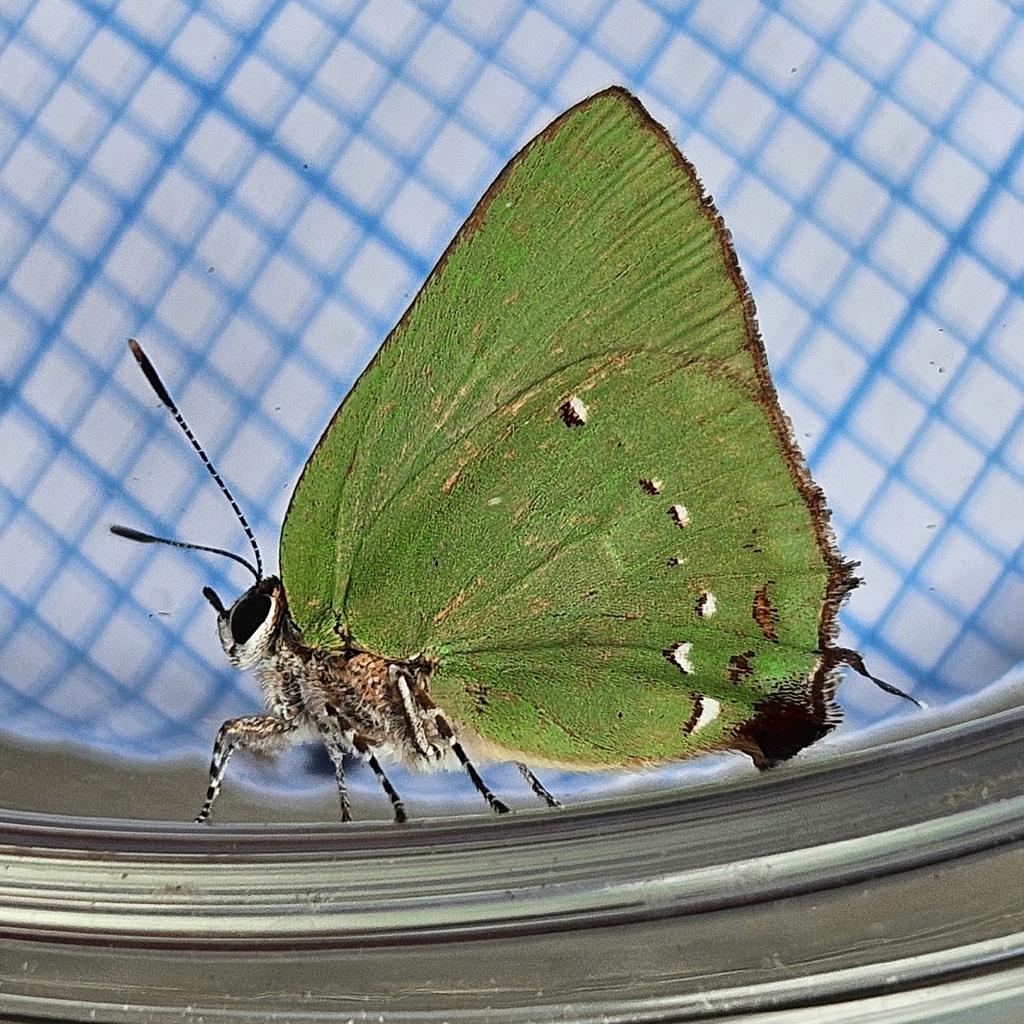 Tropical Greenstreak from MJ72+FC8, Tunapuna, Trinidad and Tobago on ...