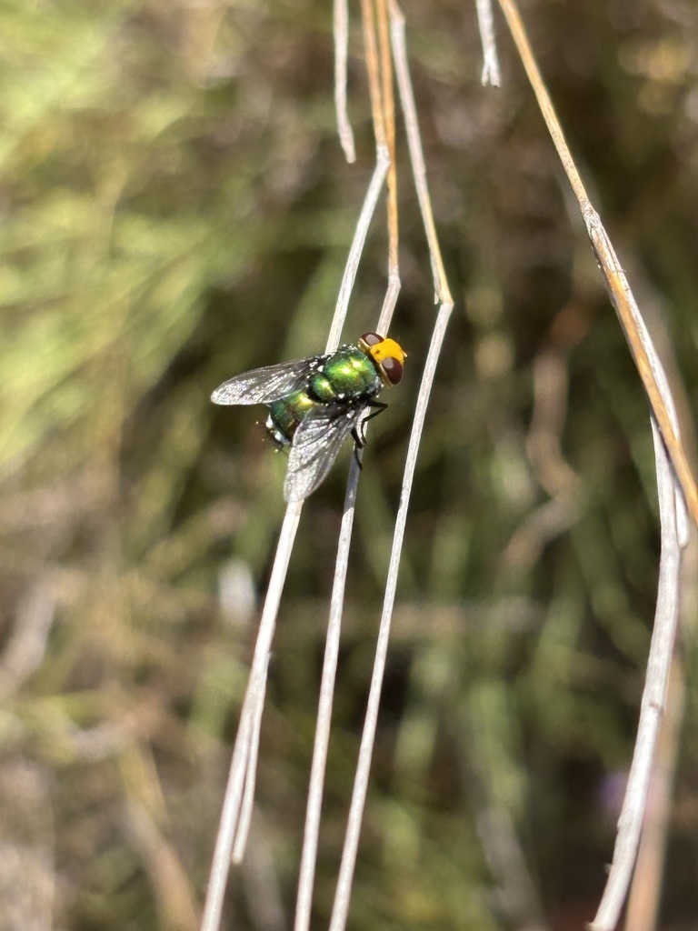 Yellow-Headed Snail Parasitic Blowfly from Wallingford Rd, Irongate ...
