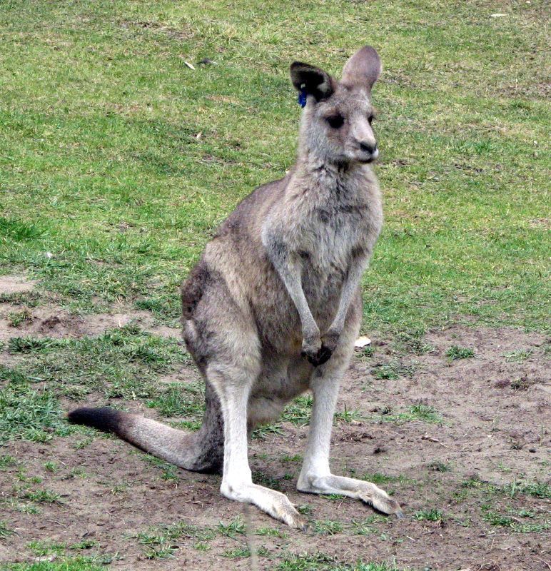 Diprotodontia Wombats, Kangaroos, Wallabies, Koalas, 48% OFF