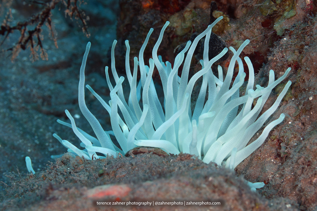 Giant Anemone from Fort Bay - Saba, Caribbean Netherlands on January 04 ...