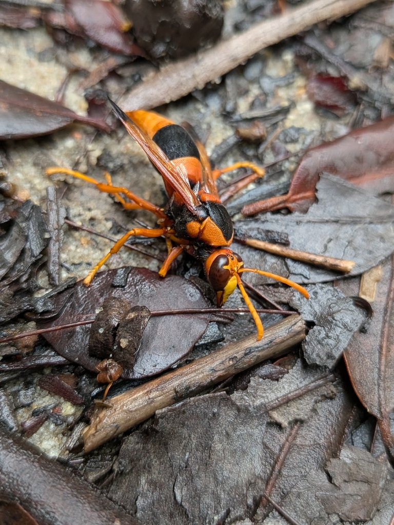 Australian hornet from Jenner Rd at Joyce Pl, Dural NSW 2158, Australia ...