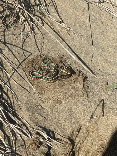 California Red-sided Garter Snake (Thamnophis sirtalis infernalis ...