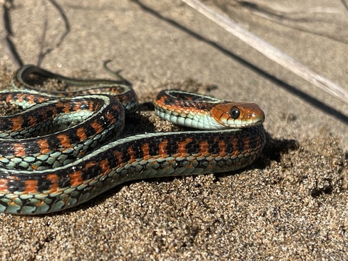 California Red-sided Garter Snake (Thamnophis sirtalis infernalis ...