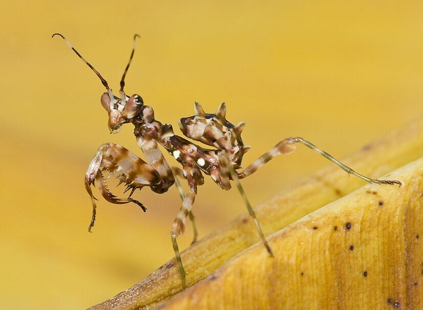 African Spiny Flower Mantis (Mantises of Sierra Leone) · iNaturalist