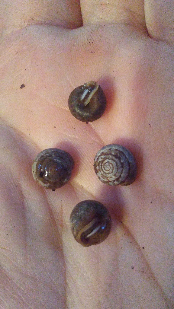 Lowland Pillsnail in February 2020 by searchingforsnails · iNaturalist