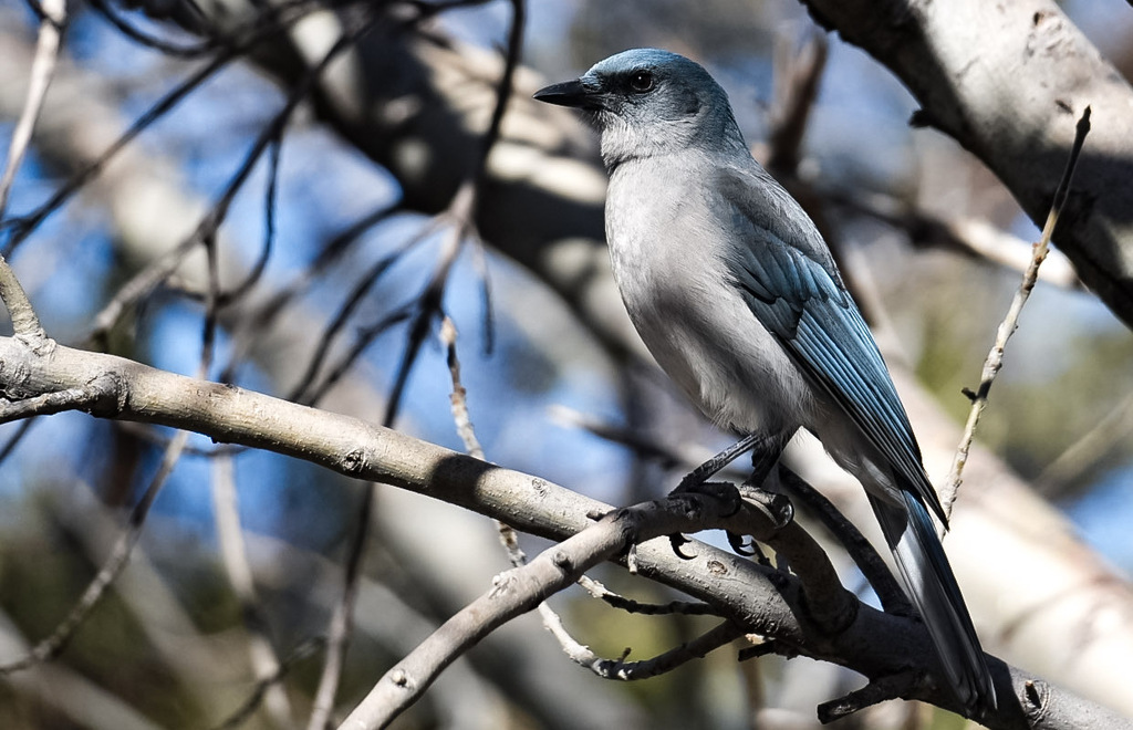 Mexican Jay from Madera Canyon, AZ, USA on January 19, 2026 at 11:48 AM ...