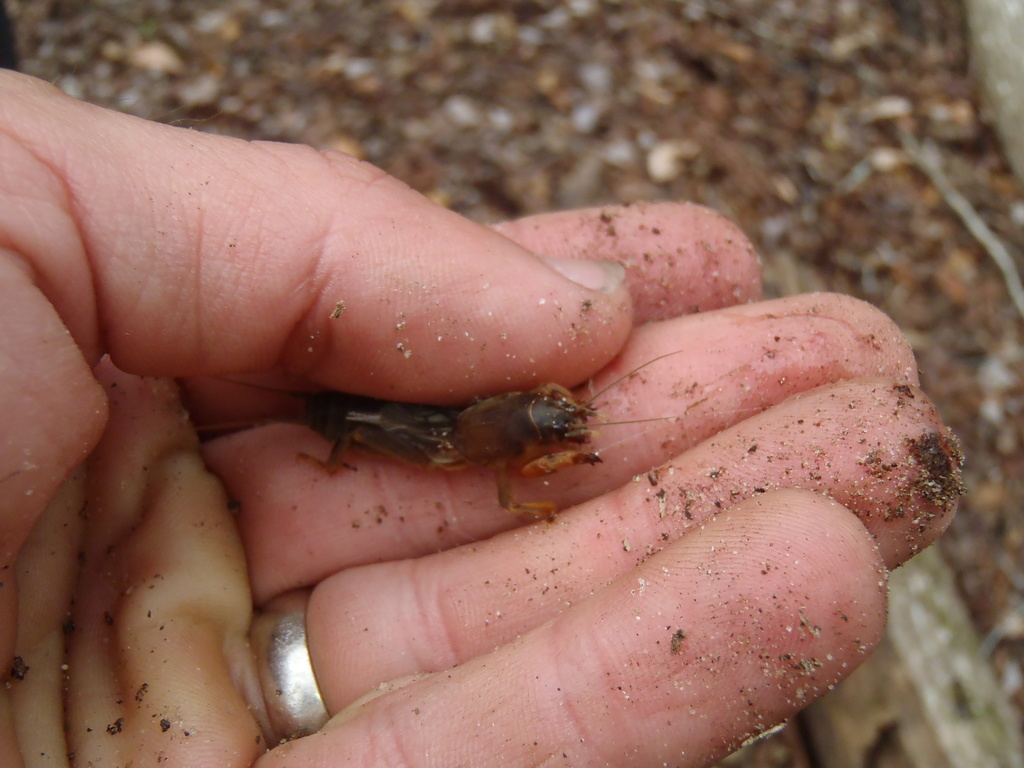 Northern Mole Cricket from Liberty County, US-FL, US on January 07 ...
