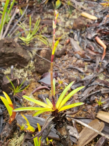 Costularia fragilis · iNaturalist