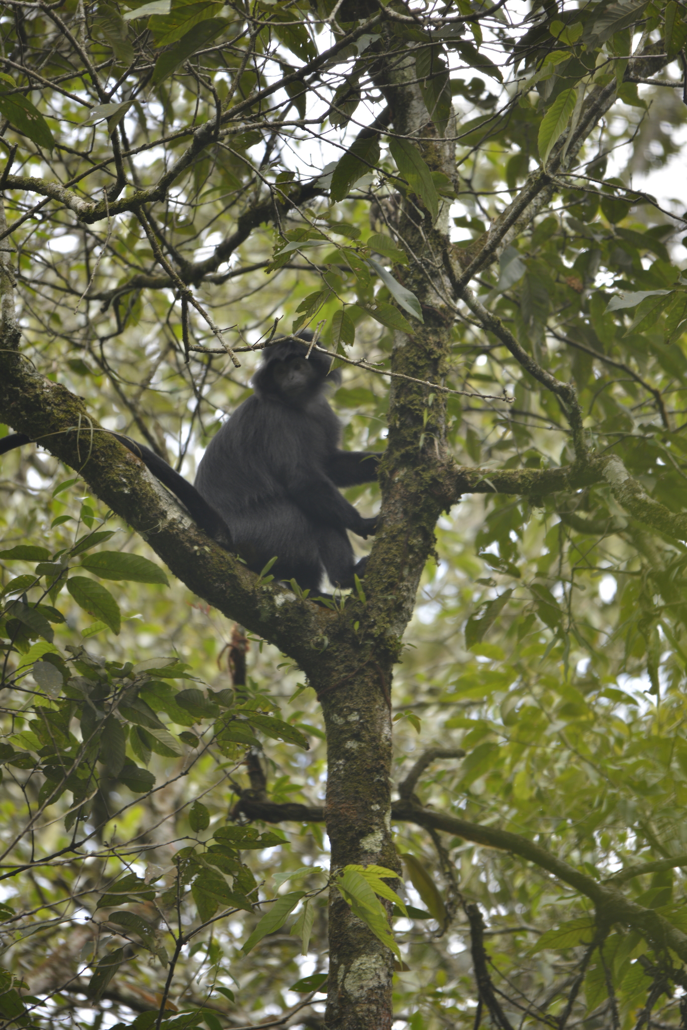 Trachypithecus mauritius (Griffith, 1821)