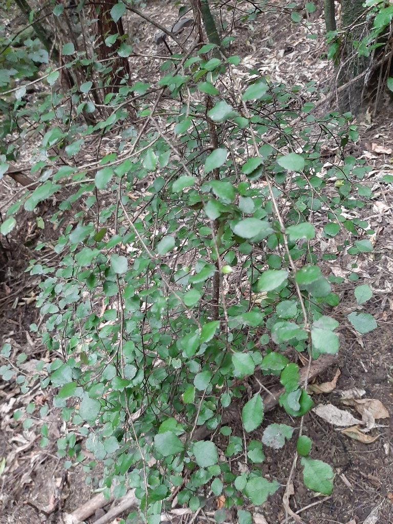 small leaved milk tree from Governors Bay 8971, New Zealand on February ...