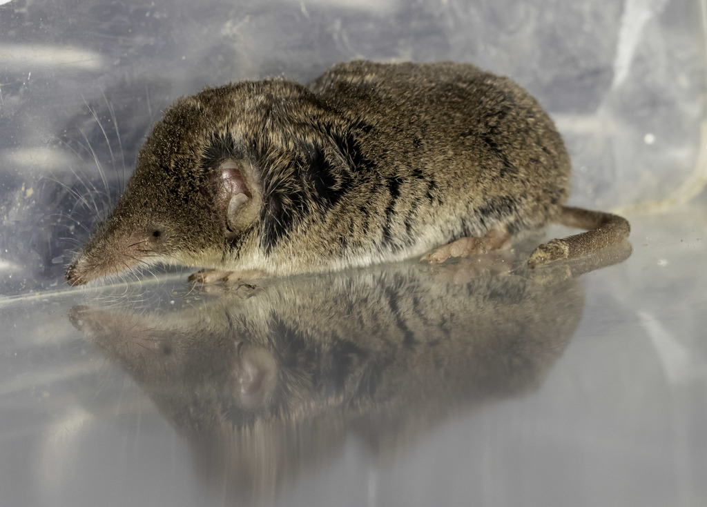 Ornate Shrew from Santa Maria, CA 93455, USA on February 05, 2020 at 09 ...