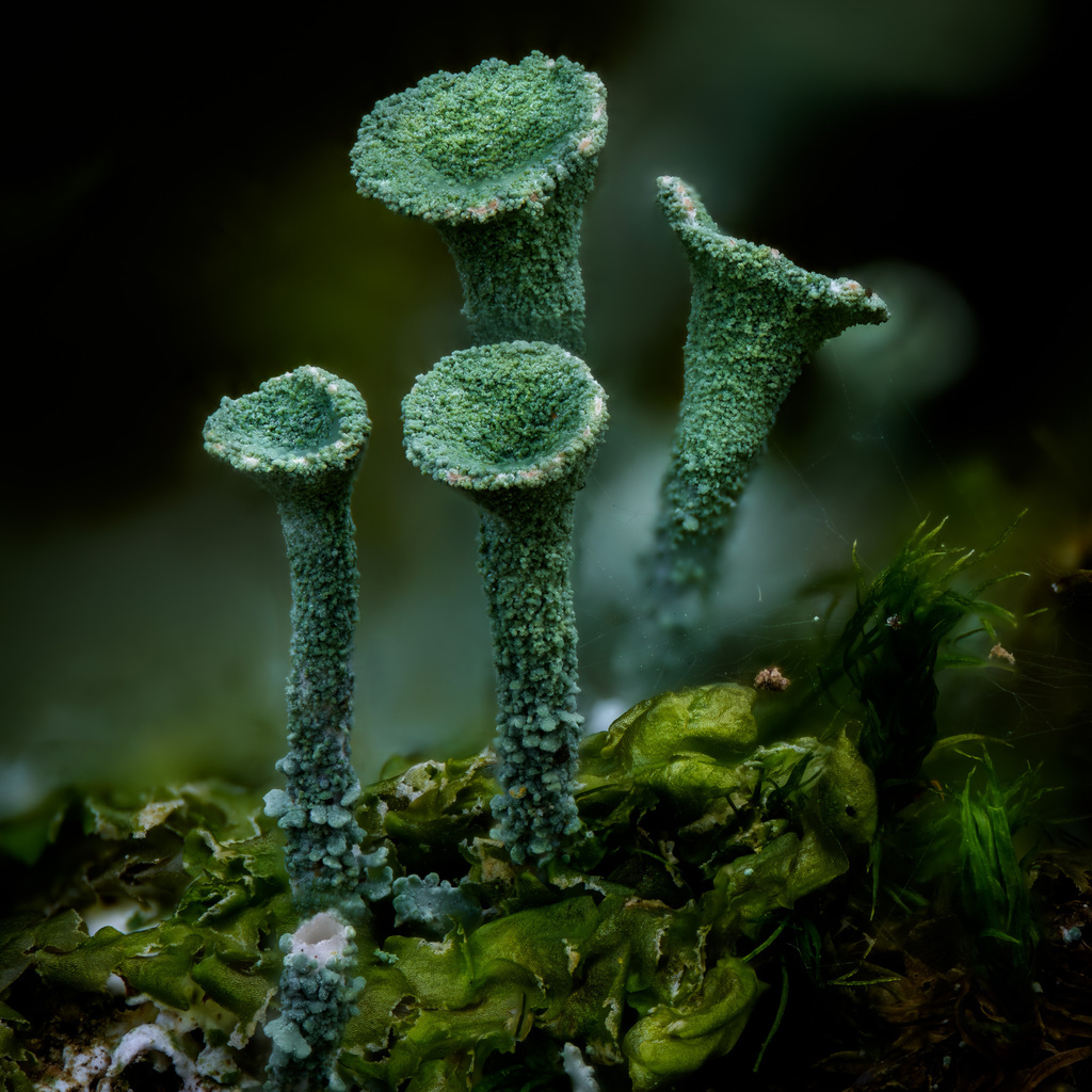 pixie cup and reindeer lichens from 7303 259th Pl NE, Redmond, WA 98053 ...