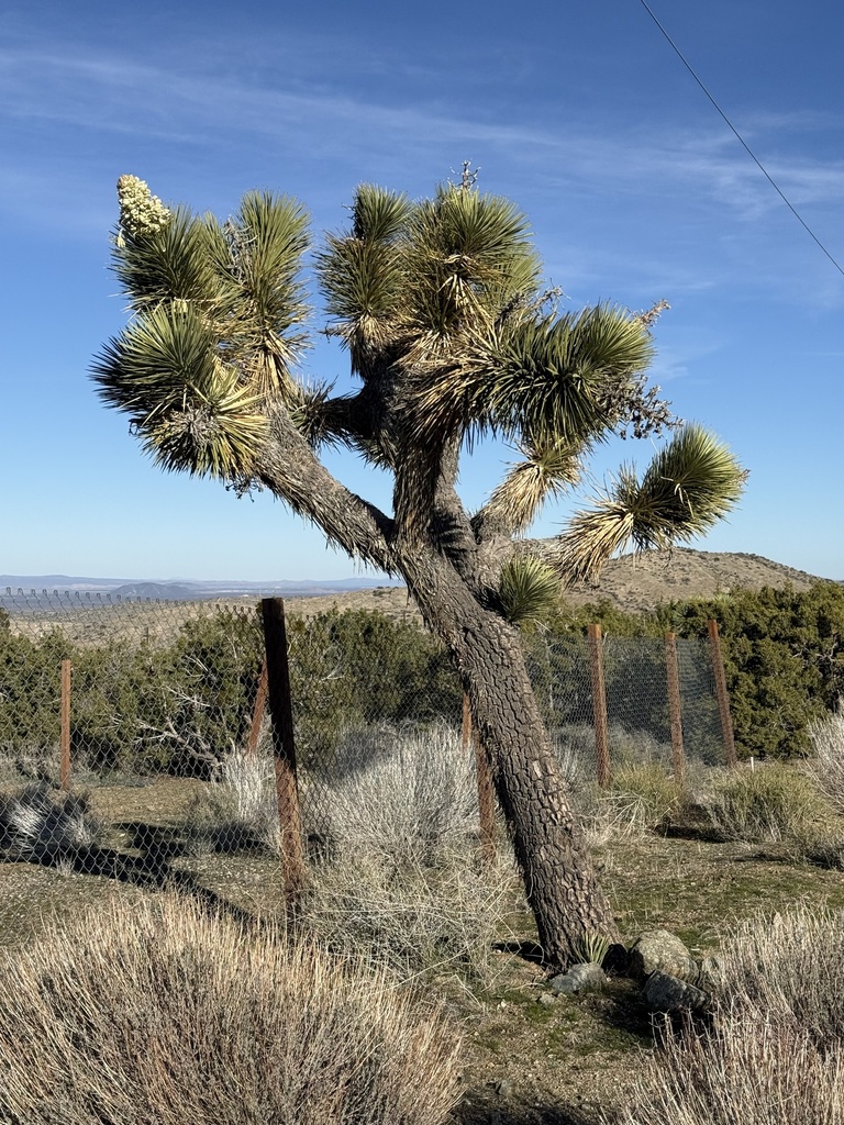 Western Joshua Tree from Juniper Mesa Rd, Littlerock, CA, US on January ...