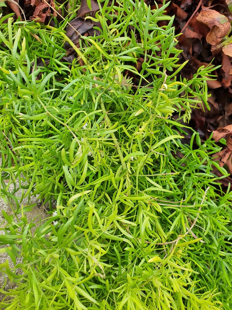 African Asparagus from Waverley, AU-NS, AU on February 6, 2020 at 10:56 ...