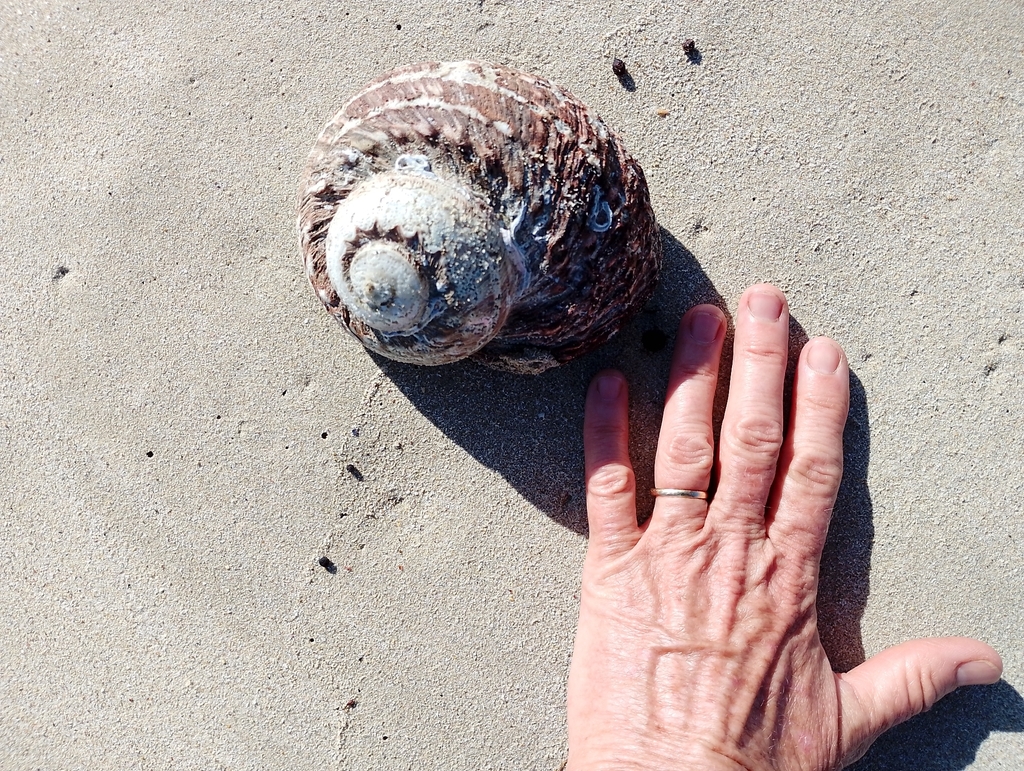 Rough turban shell from Australia on January 14, 2026 at 09:13 AM by ...