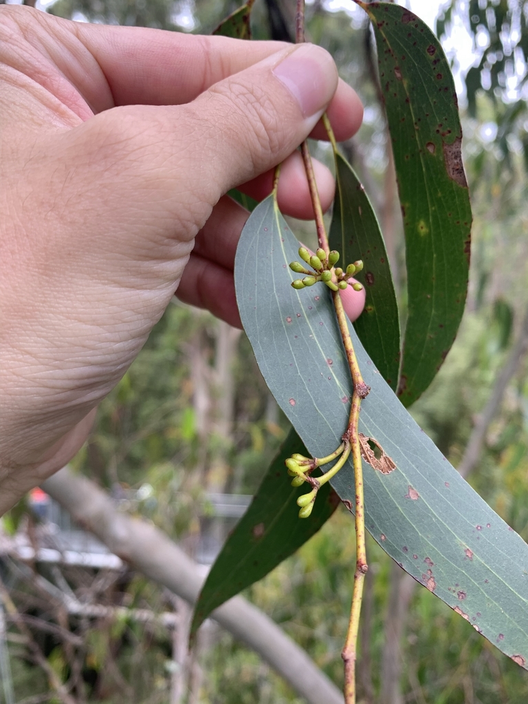 Australian Mountain Ash from Colac-Otway - South, Victoria, Australia ...