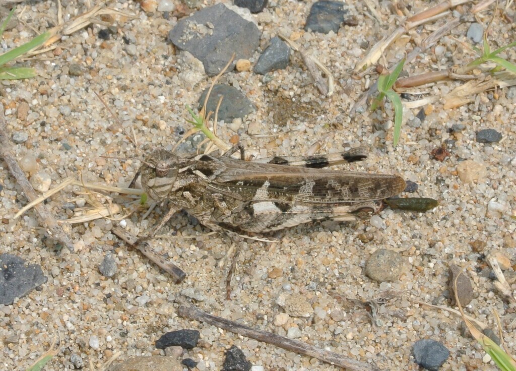 Oedaleus infernalis from 日本、〒693-0041 島根県出雲市西園町 on September 4, 2012 by ...