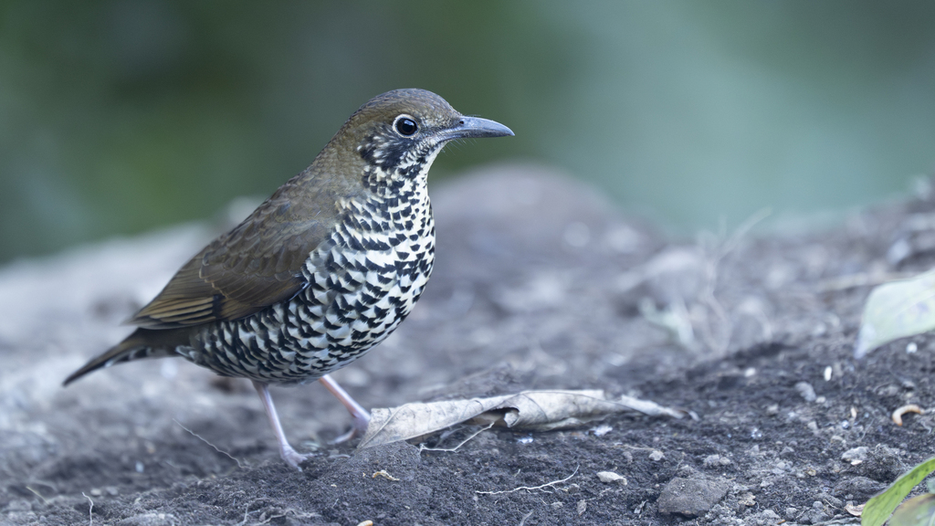 Himalayan Thrush from 中国云南省保山市隆阳区 on January 20, 2026 at 05:22 PM by ...