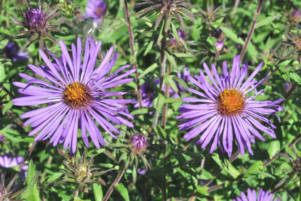 New England aster from USA, Indiana, Marion County, Indianapolis ...
