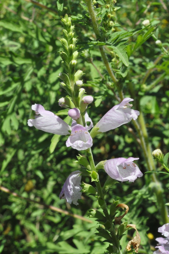 obedient plant from USA, Indiana, Marion County, Indianapolis, Holliday ...