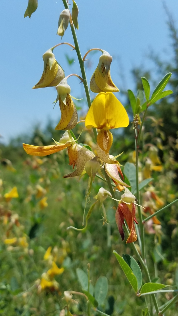 Large Rattlepod from Kruger Park, South Africa on January 29, 2020 at ...