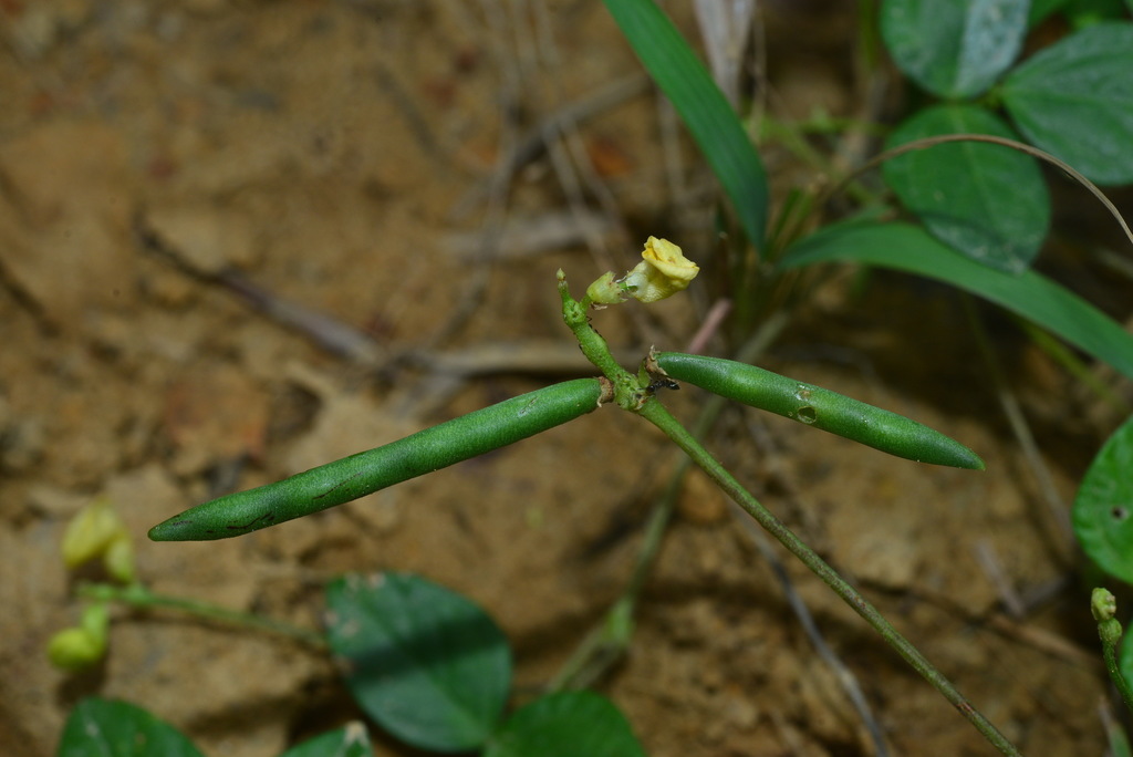 smallest bean (Vigna minima) - Botanical Realm