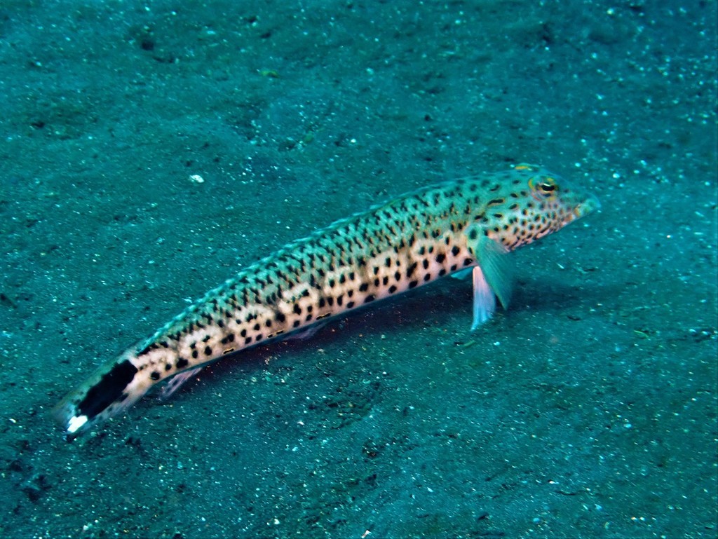 Speckled Sandperch (Parapercis pacifica) - Marine Life Identification