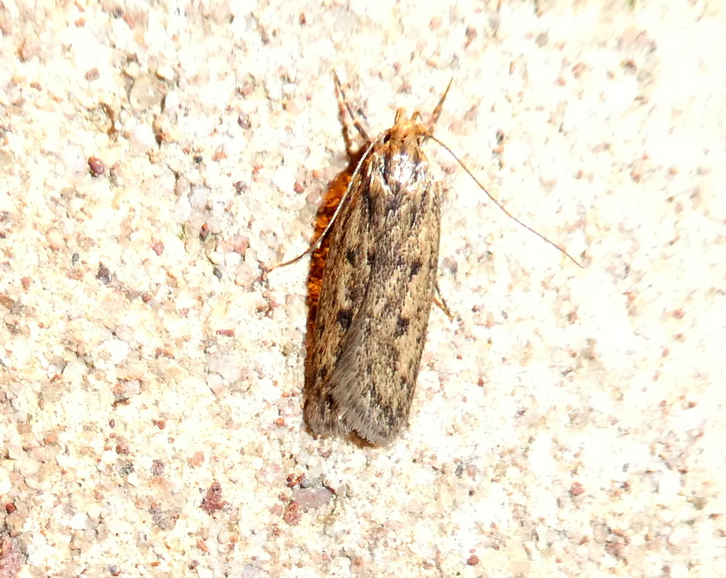 Brown House Moth (Lepidoptera of the Sunshine Coast) · iNaturalist