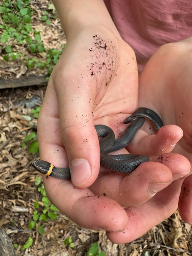 ring-necked snake (Diadophis punctatus) - Snakes and Lizards