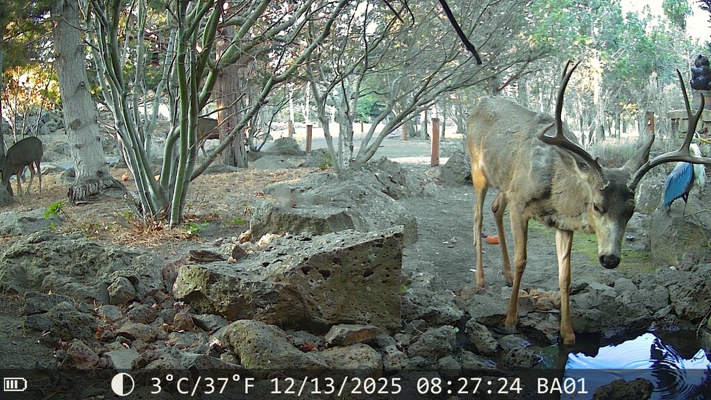 Mule Deer from Archie Briggs Rd, Bend, OR 97703, USA on December 13 ...
