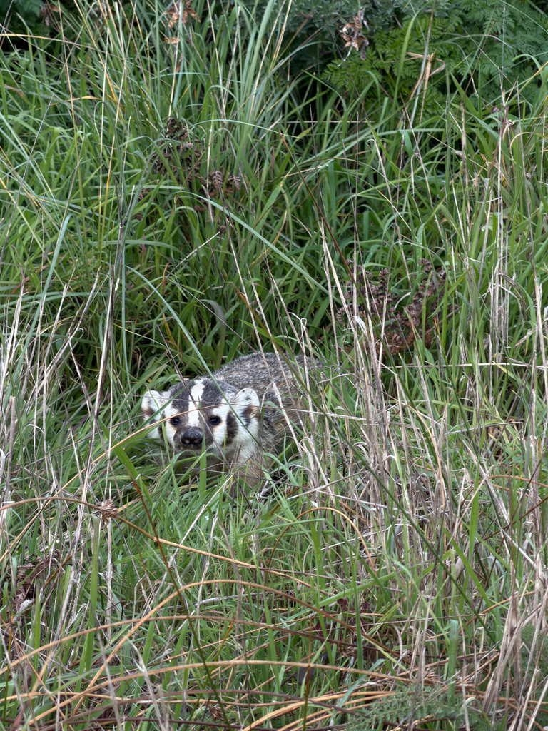 American Badger from Bodega Bay, CA, US on January 20, 2026 at 11:44 PM ...