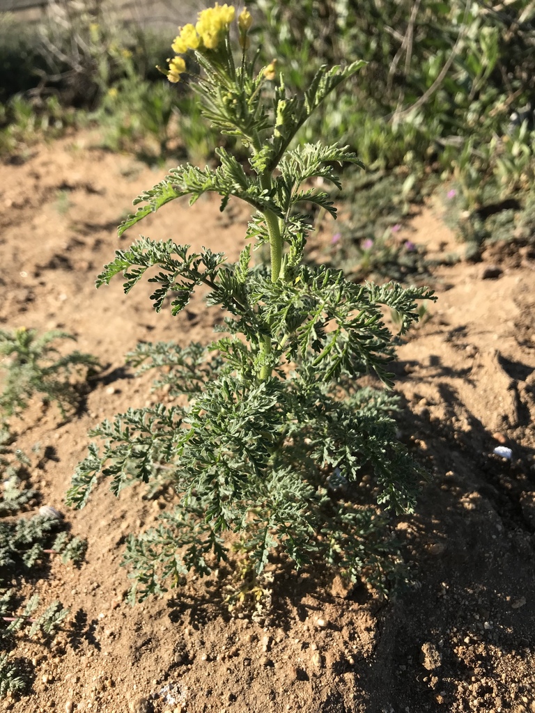 Western Tansymustard (Plants of Rosewood Nature Study Area) · iNaturalist