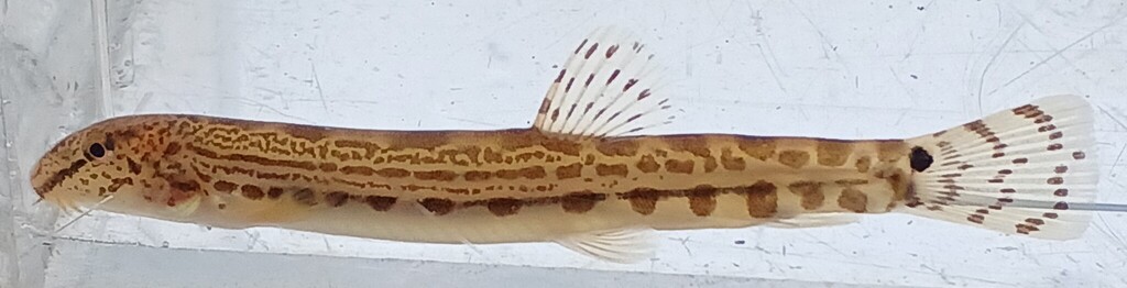 Spined Loaches in January 2026 by tridentiger_1091. Cobitis sp. BIWAE ...