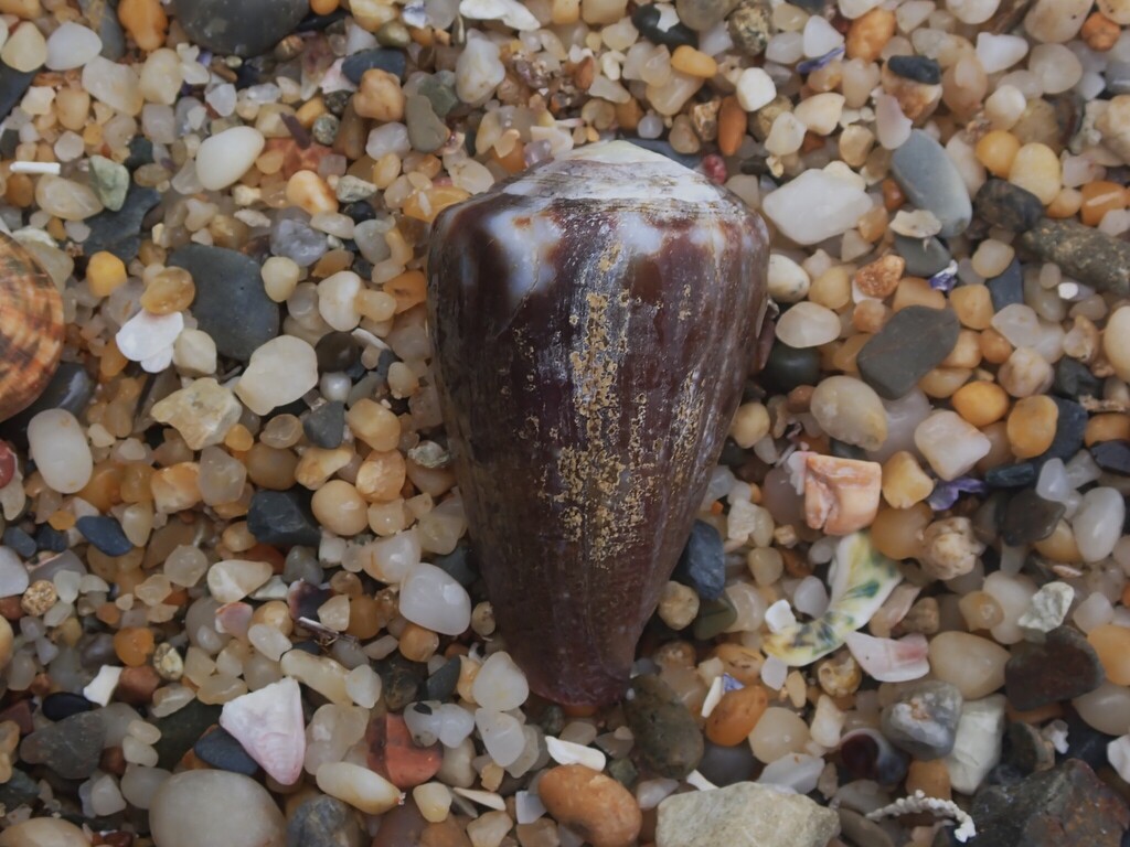 Rat Cone from Yuraygir, Clarence Valley- Coast, AU-NS, AU on January 20 ...