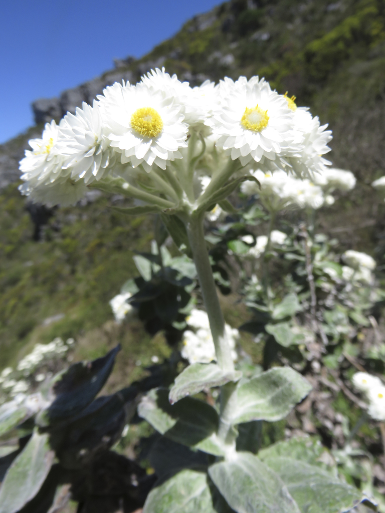 Tall White Everlasting (Peninsula Sandstone Fynbos) · iNaturalist