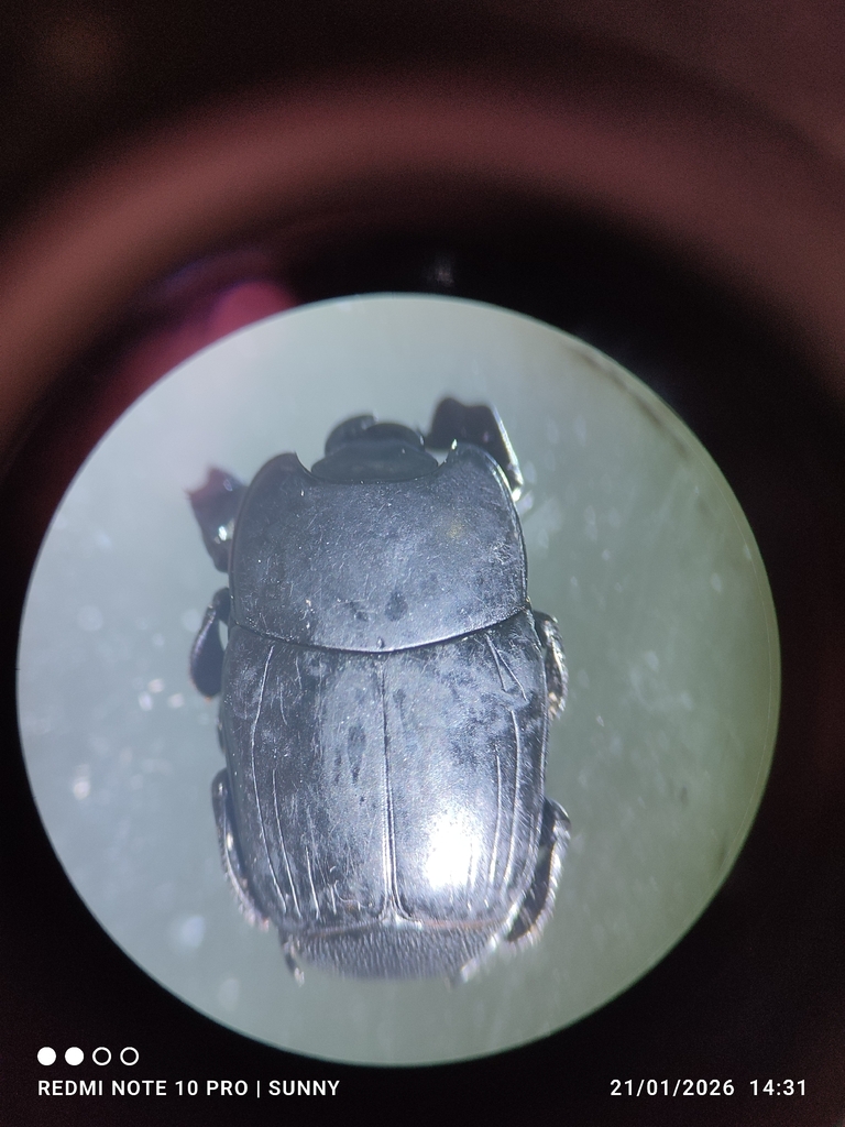 Plaesius in January 2026 by SunGW · iNaturalist