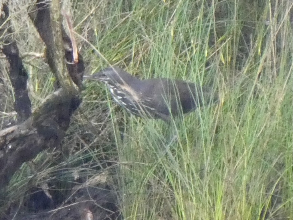 Black Bittern from Denmark WA 6333, Australia on November 6, 2021 at 11 ...