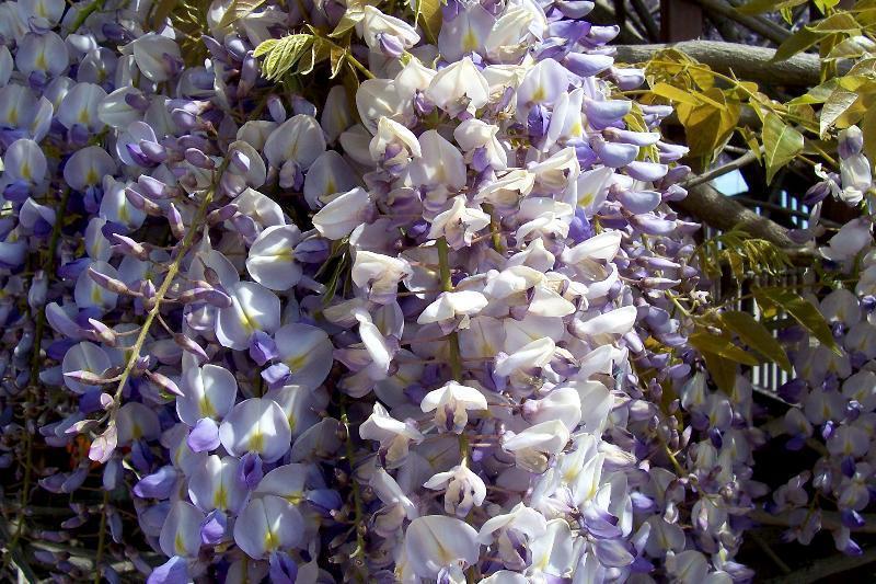 Chinese wisteria (Invasive Plants of Maryland) · iNaturalist