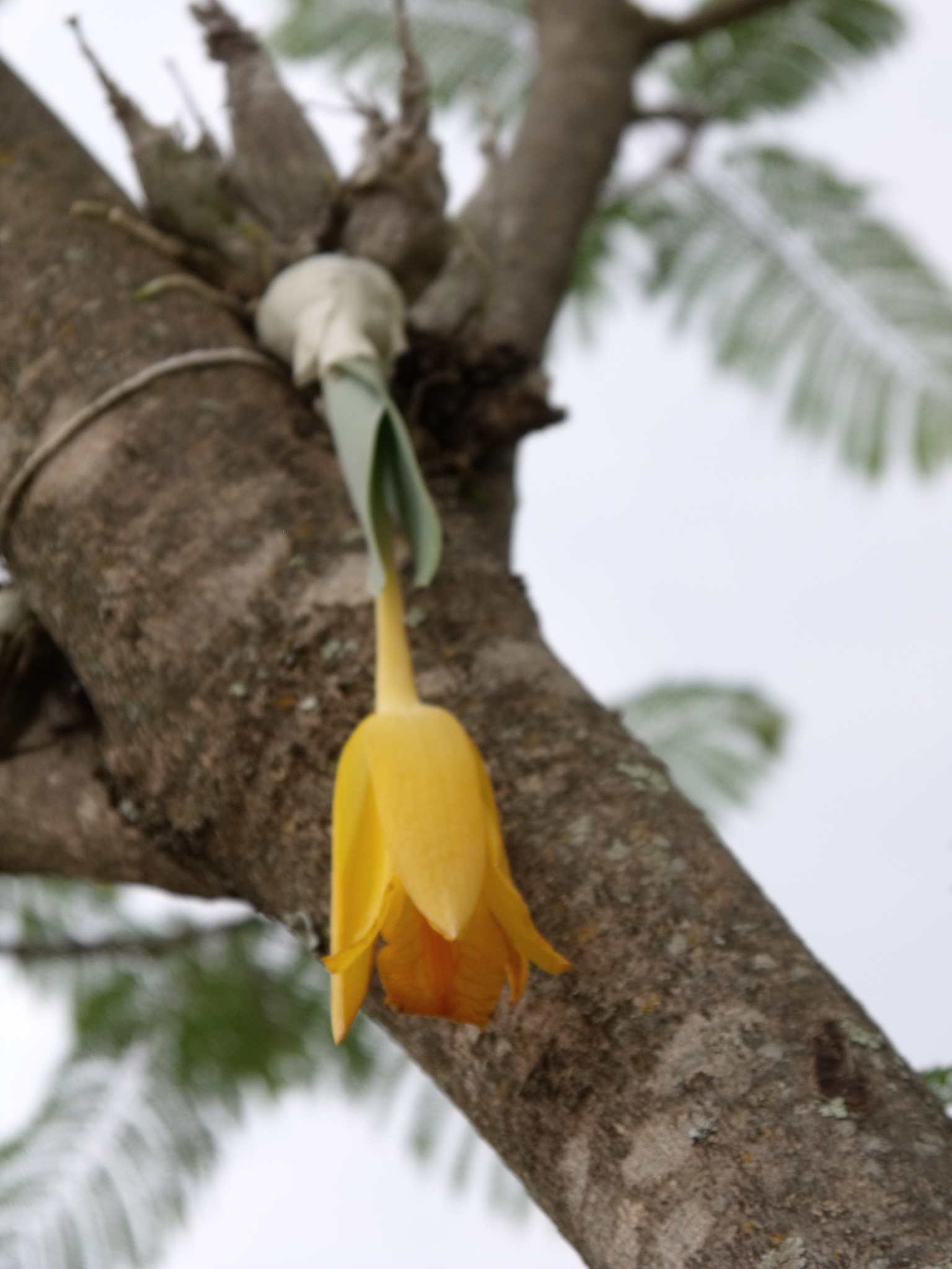 Prosthechea citrina (Lex.) W.E.Higgins