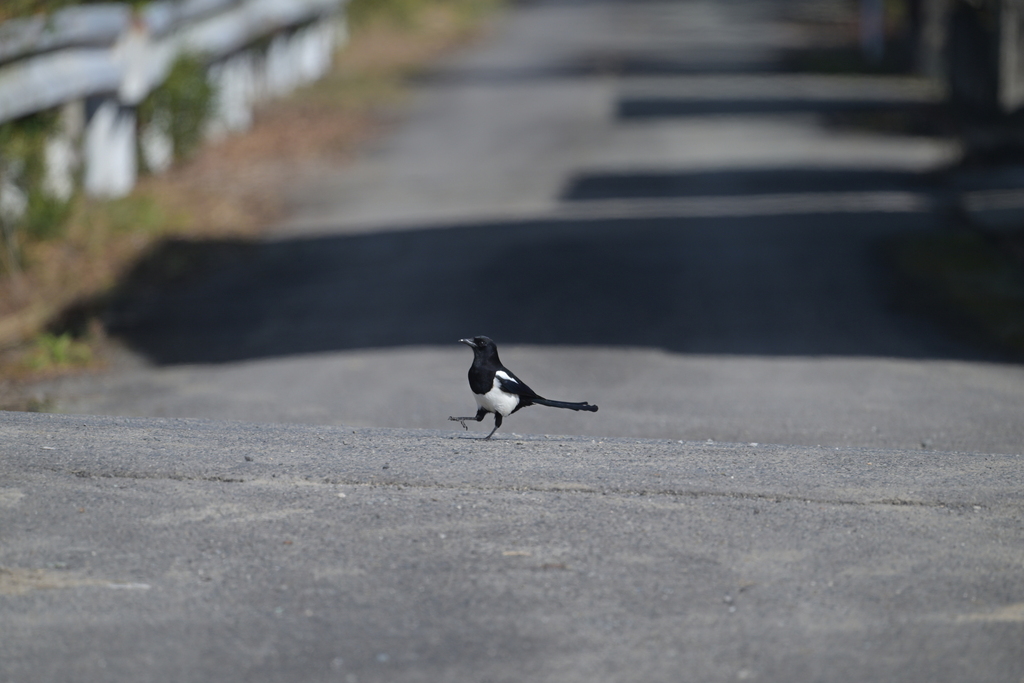 Oriental Magpie from Japan on January 17, 2026 at 12:54 PM by Nina ...