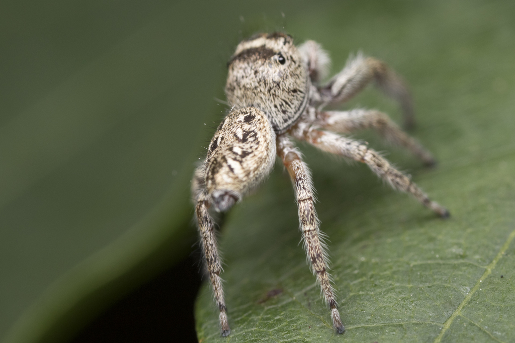 Bronze Jumping Spider from Goldstream Provincial Park, Trans-Canada ...