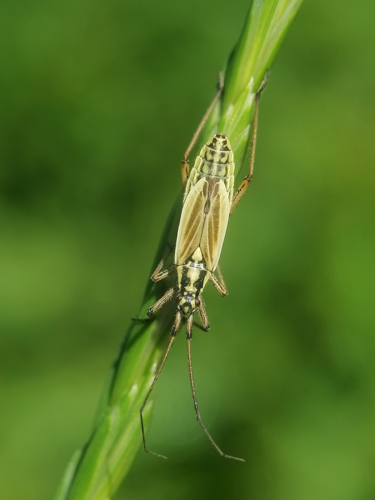 Meadow Plant Bug from ул. „Въстаническа“, 7863 Медовина, България on ...