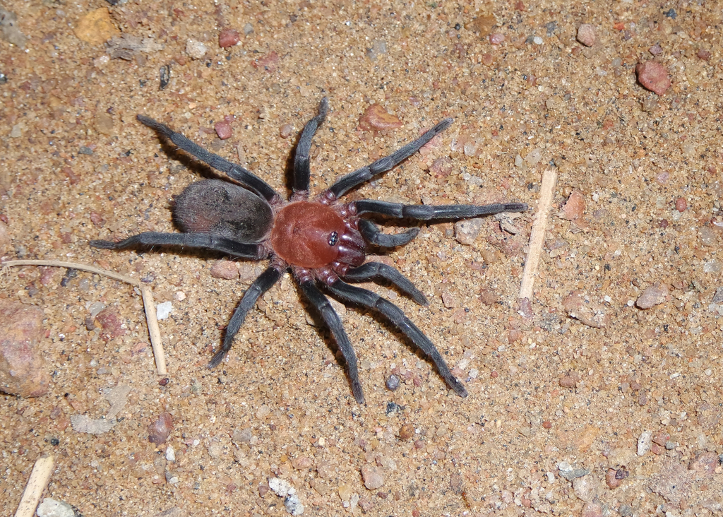 Bumba (Tarantula guide of the World) · iNaturalist