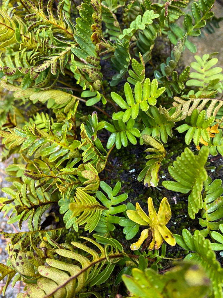 resurrection fern from Beaver Creek Dr, Shreveport, LA, US on January ...