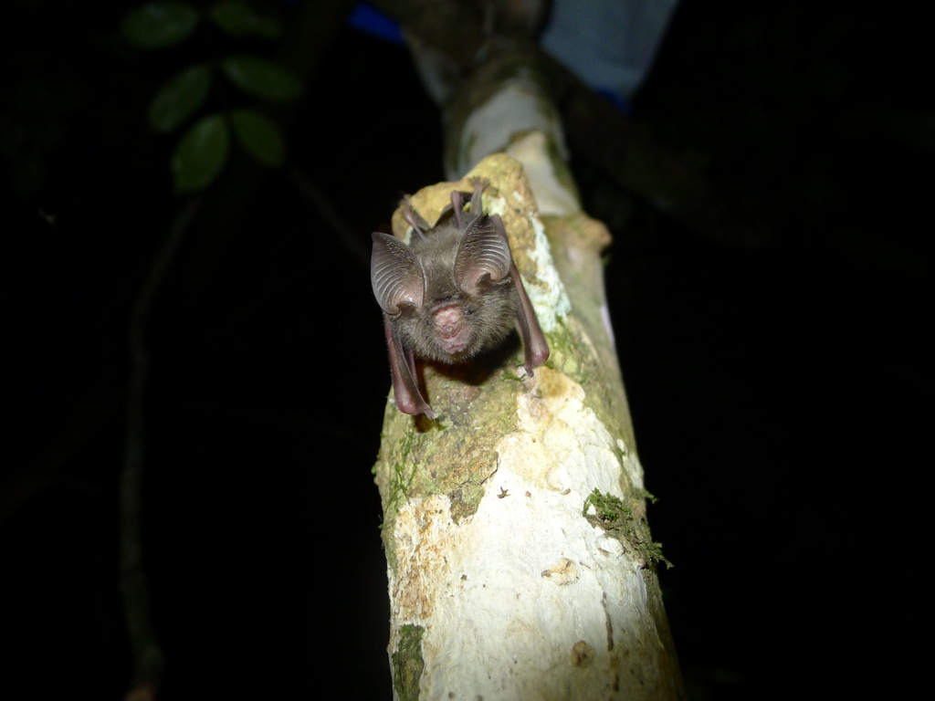 Aellen's roundleaf bat in May 2014 by Natalie Weber · iNaturalist
