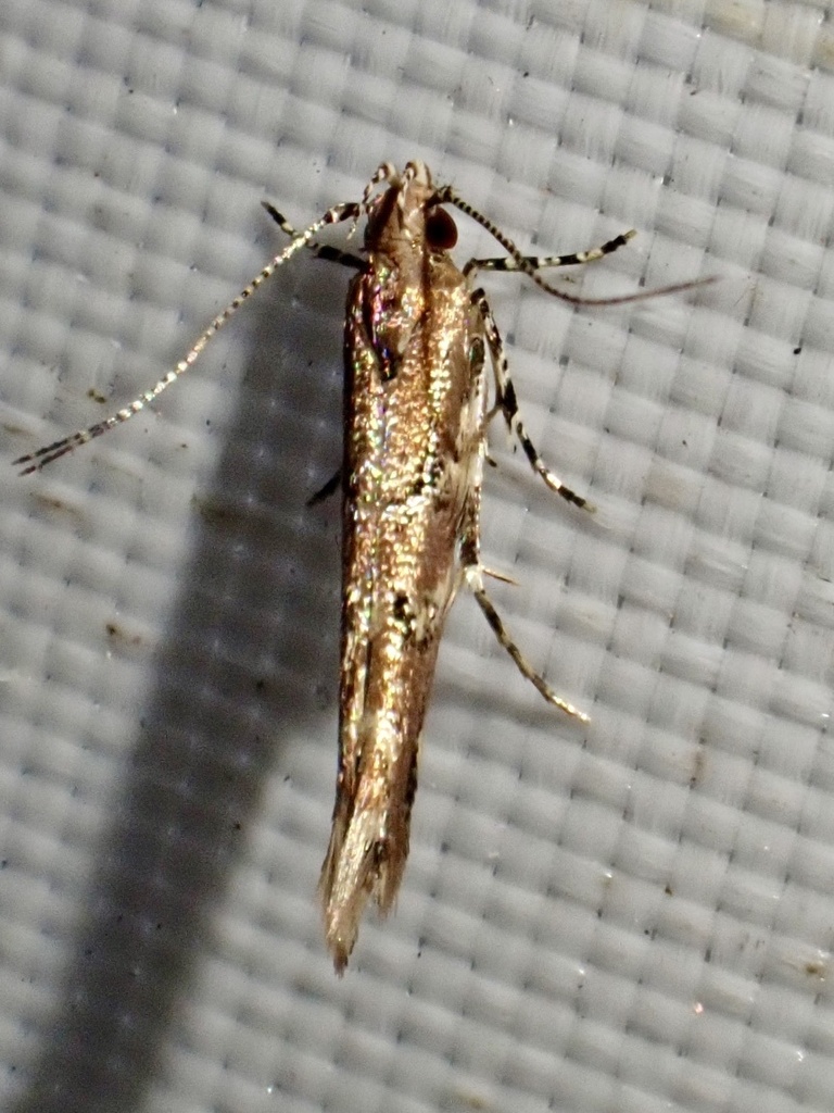 Anatrachyntis from Coreen Way, Kalamunda, WA, AU on January 20, 2026 at ...